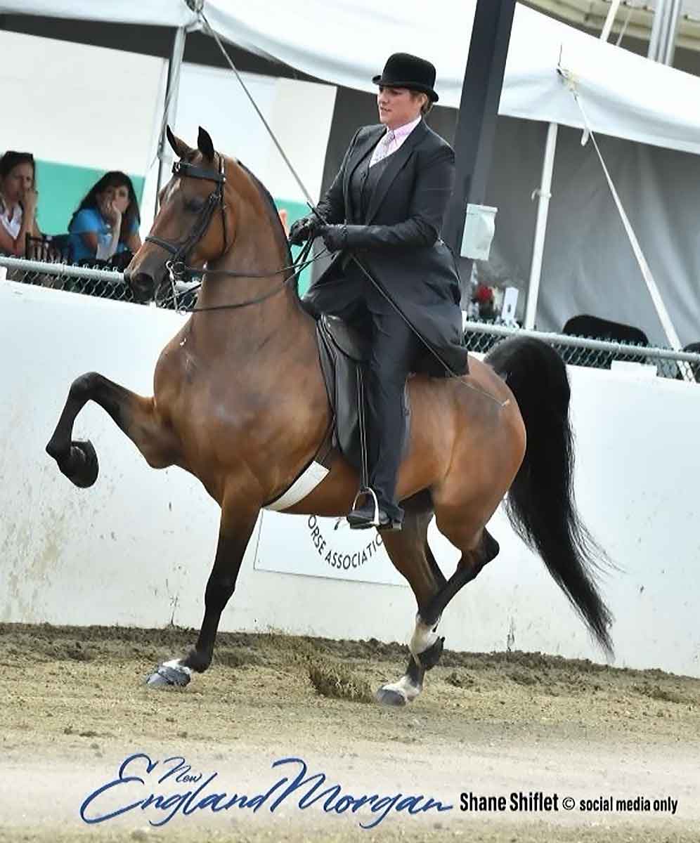 listing | MorganShowcase