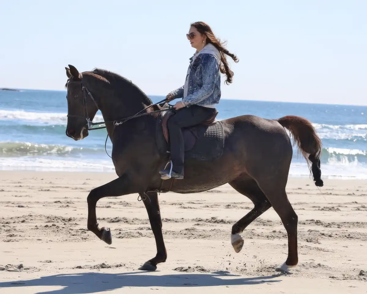 New Listings | MorganShowcase