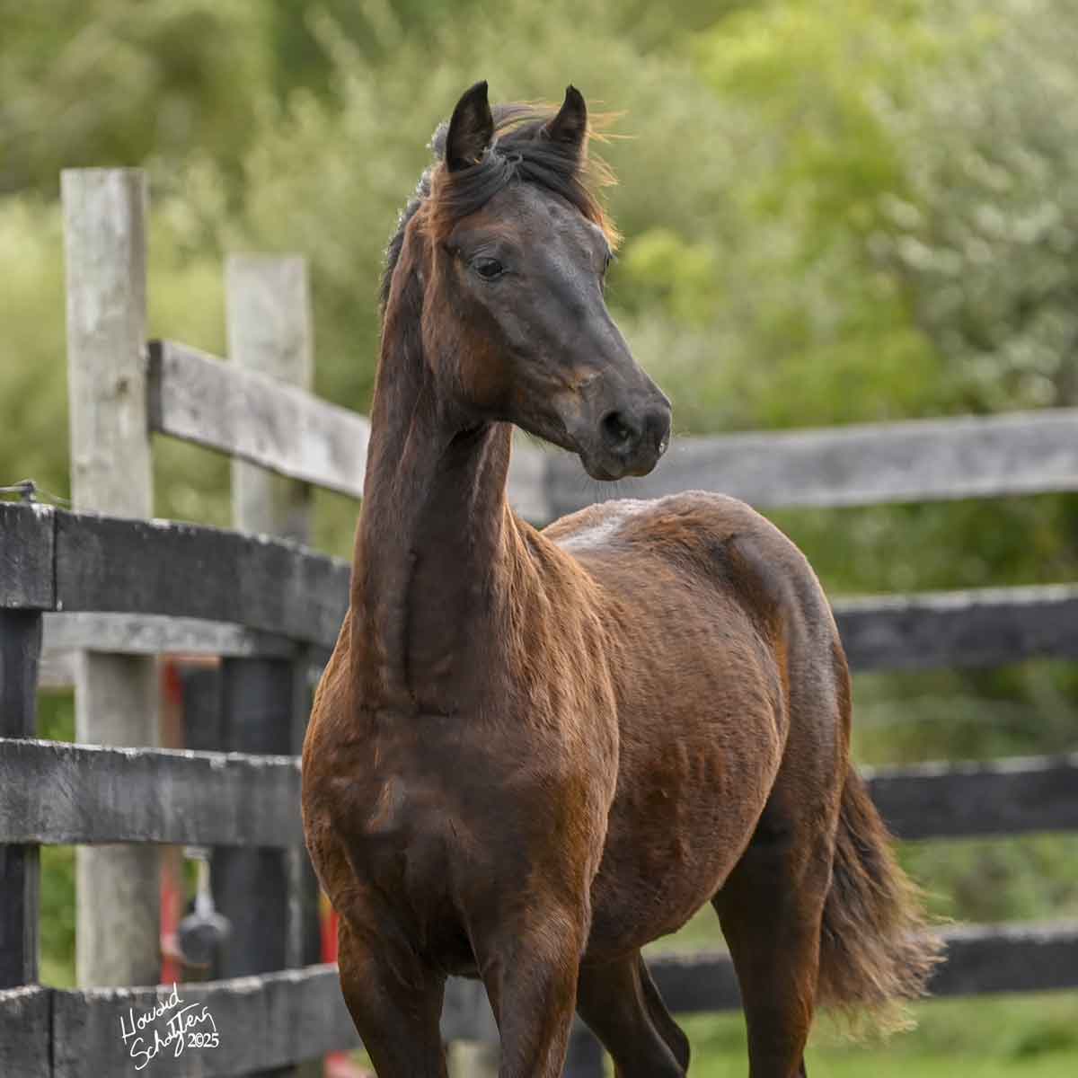 listing | MorganShowcase