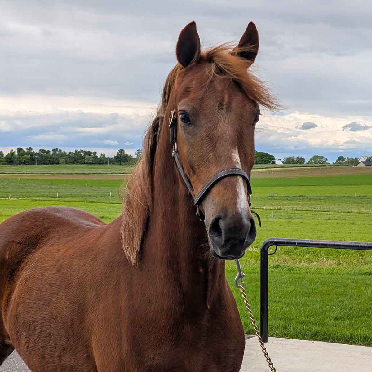 listing | MorganShowcase