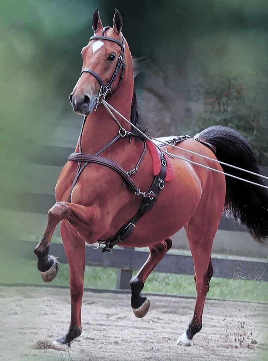 listing | MorganShowcase