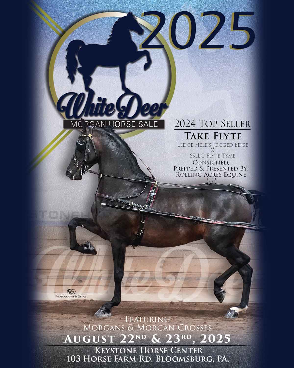 The 2025 White Deer Morgan Sale Catalog is HERE! | MorganShowcase