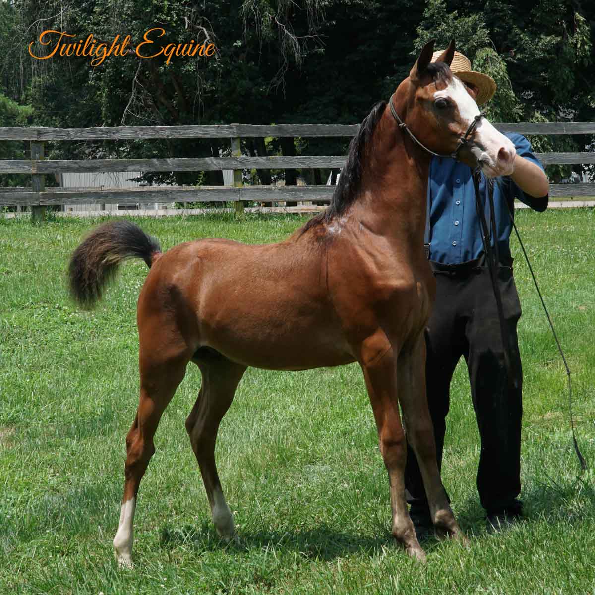 listing | MorganShowcase