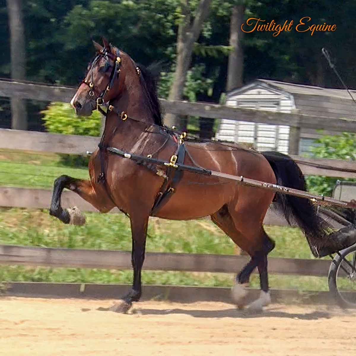 listing | MorganShowcase